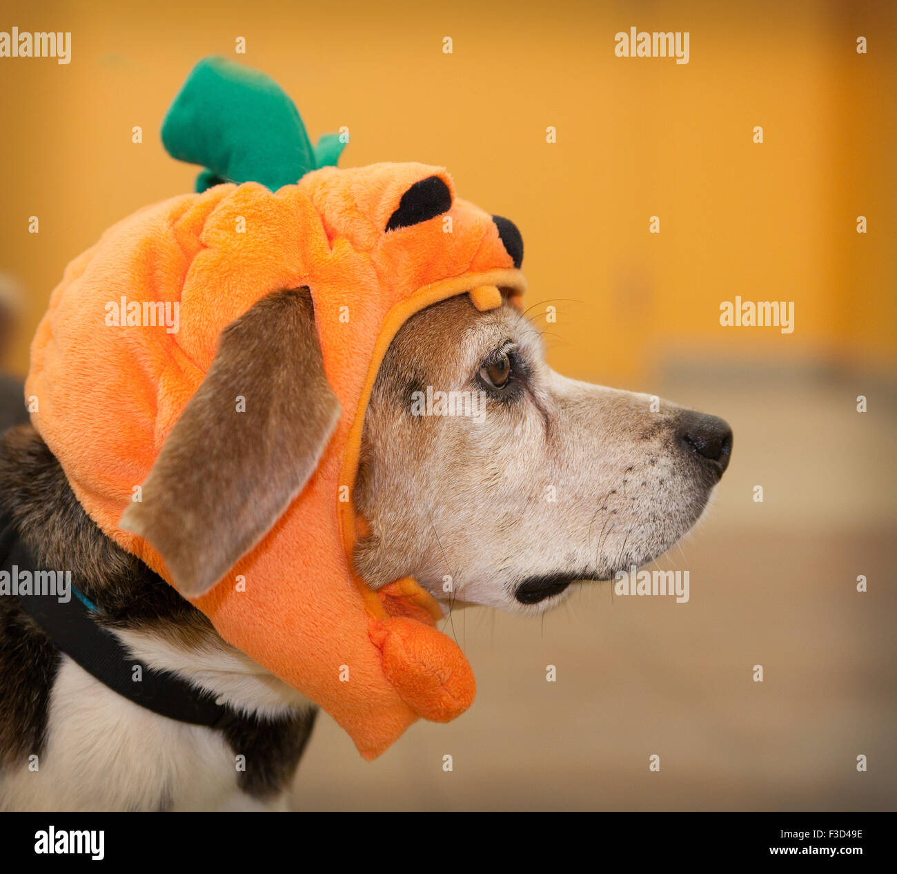 Profile of senior beagle dog wearing Halloween costume of a pumpkin on ...