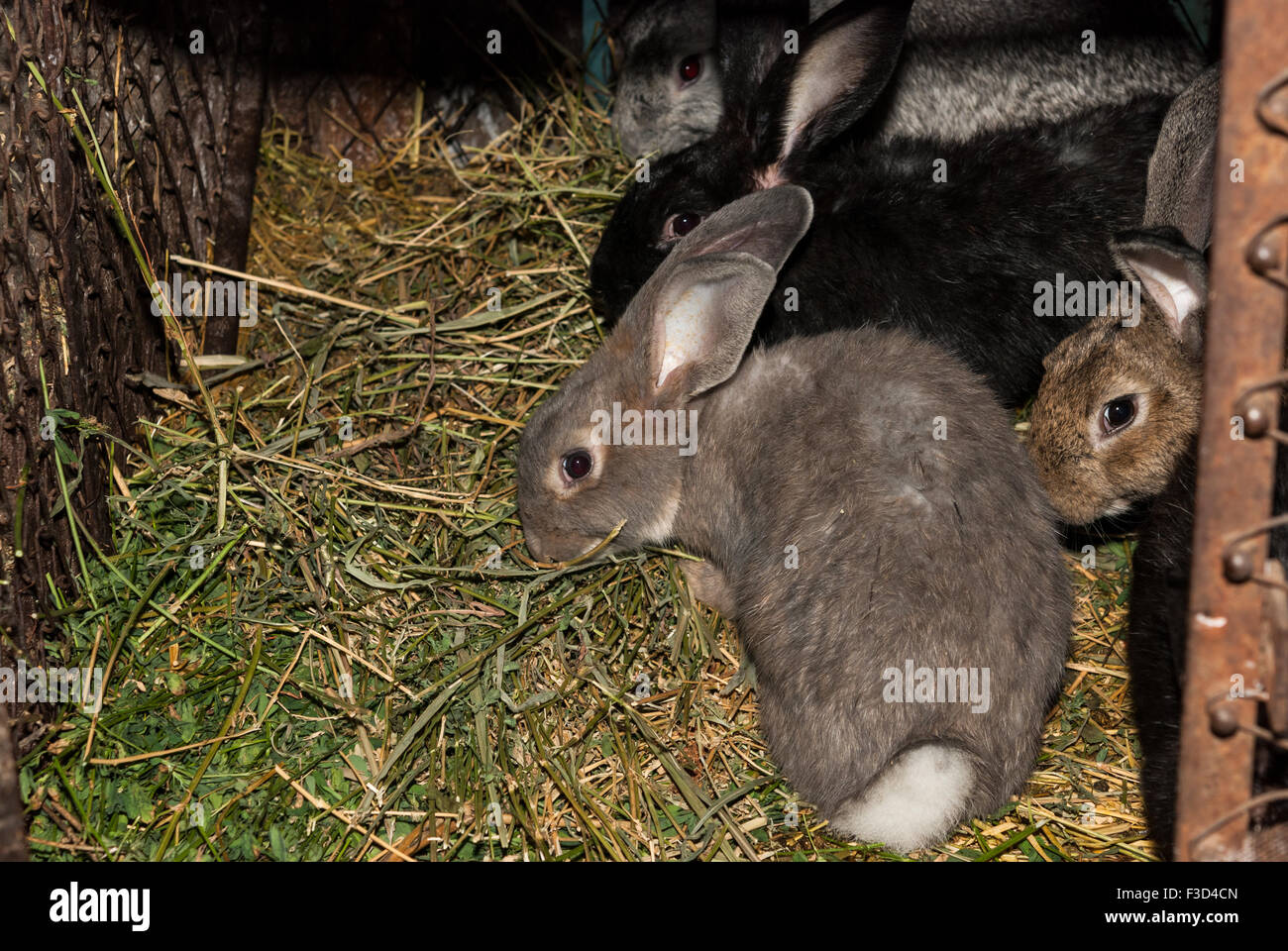 Rabbits inside the cage closeup. Romania Stock Photo - Alamy