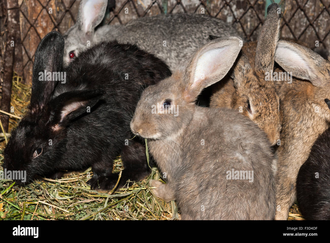 Rabbits inside the cage closeup. Romania Stock Photo - Alamy