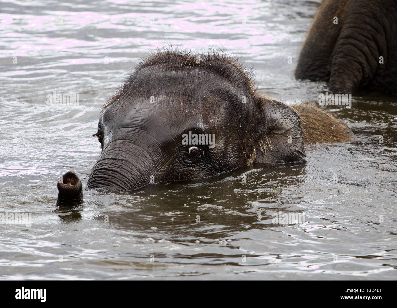 Funny cute beautiful elephant is swimming Stock Photo - Alamy