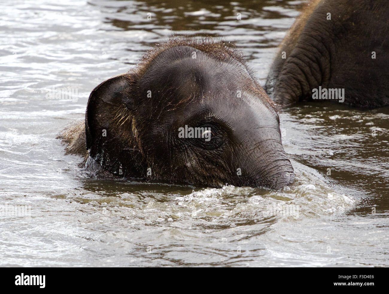 Asian elephant swimming hi-res stock photography and images - Alamy