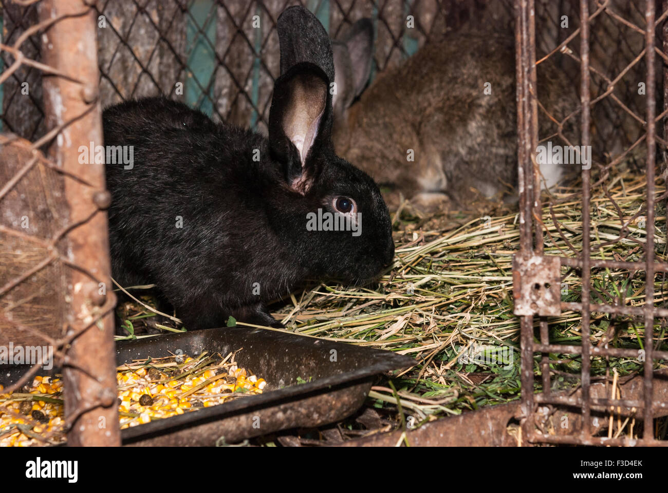 Rabbit inside the cage closeup. Romania Stock Photo - Alamy
