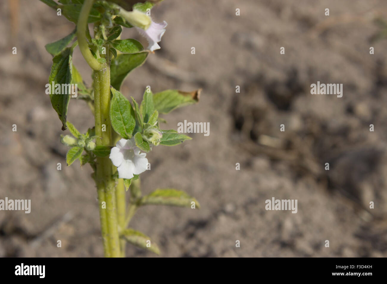 Sesame shrub hi-res stock photography and images - Alamy