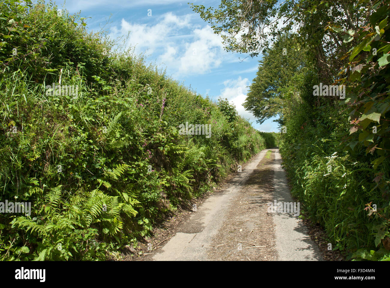 A typical Cornish / Devon lane with high hedges in spring / summer ...