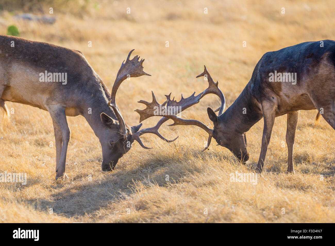 Wild South Texas chocolate and spotted fallow deer bucks fighting Stock ...