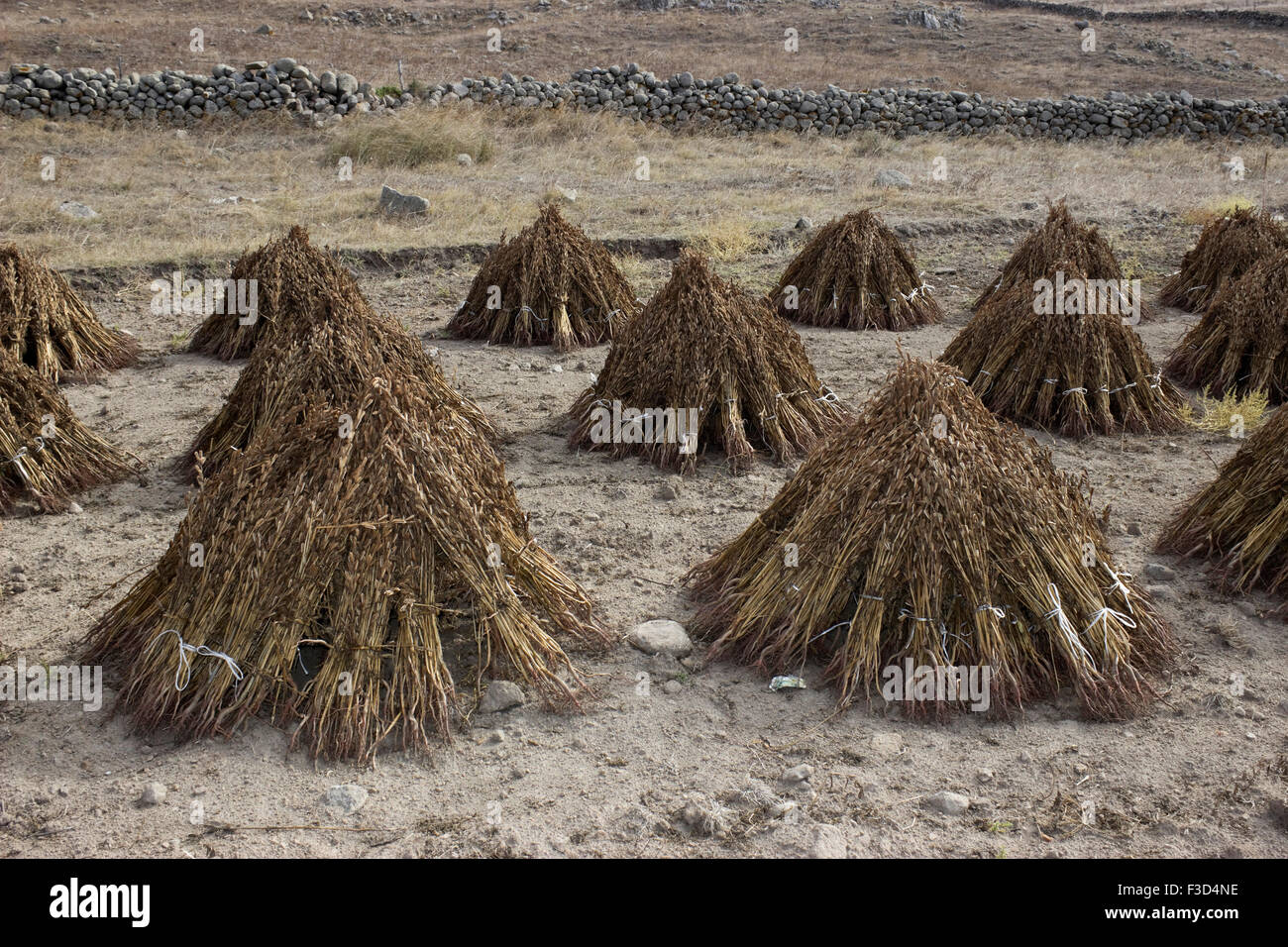 Mounds of Greek sesame seedpods (sesamum indicum) drying under the sun ...