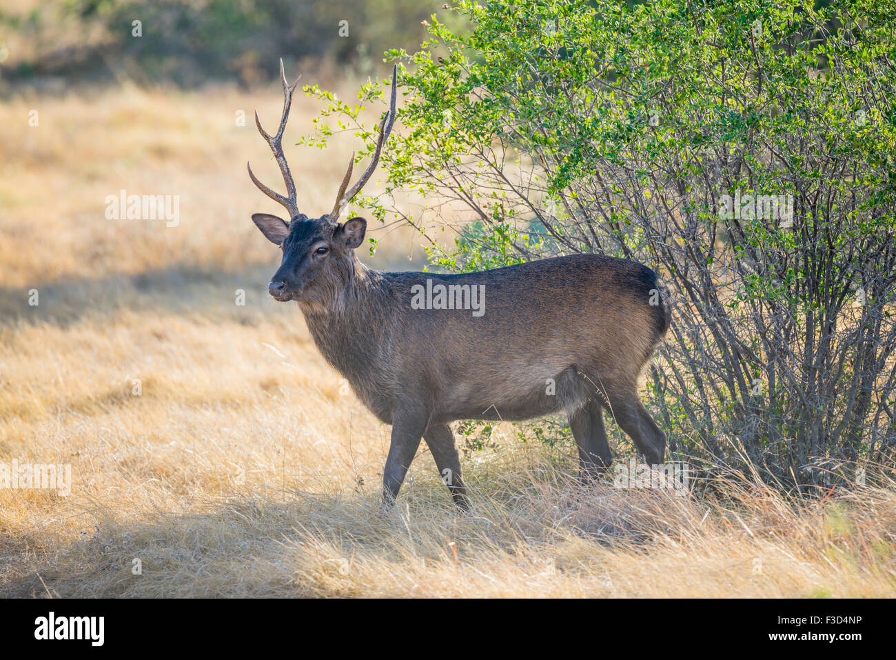 Wild south texas sika deer hi-res stock photography and images - Alamy