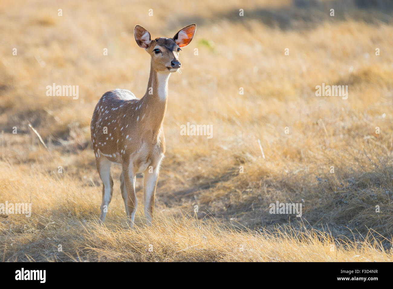 Wild South Texas Axis, Chital, or spotted Deer doe Stock Photo - Alamy