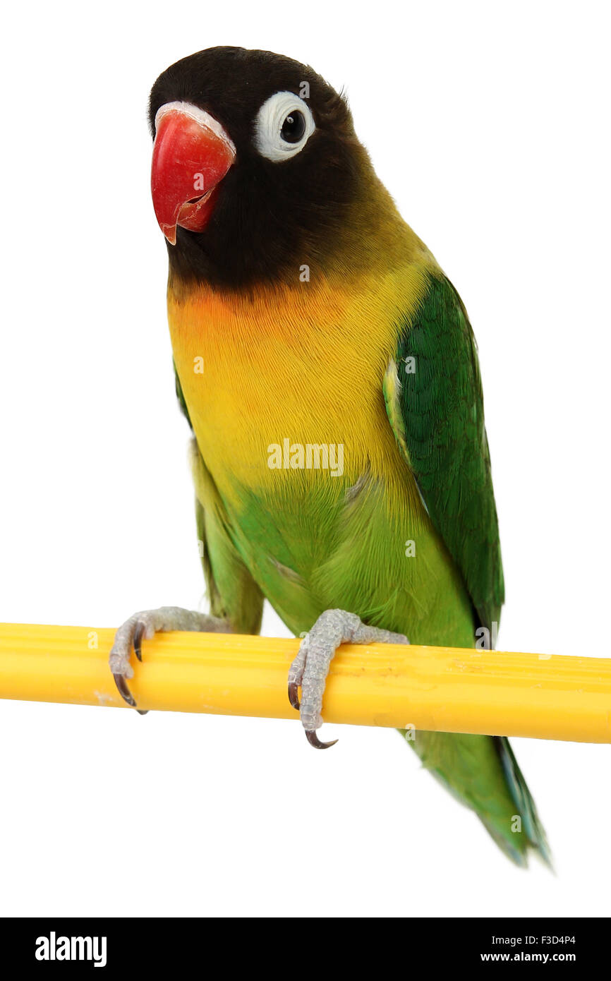 Beautiful parrots on branch Cut Out Stock Images & Pictures - Alamy