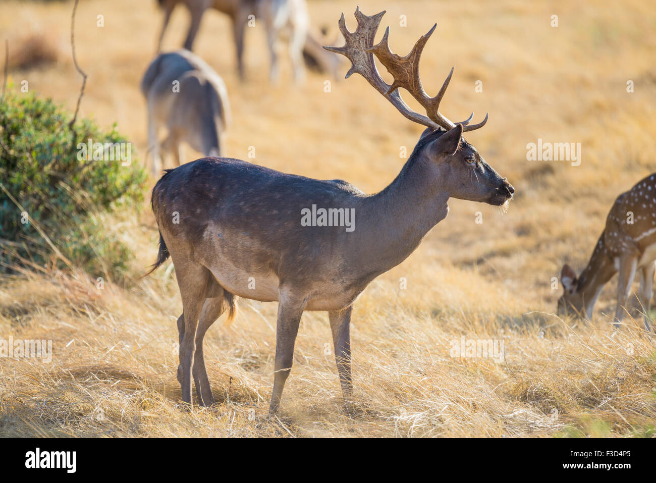 Grass fight texas hi-res stock photography and images - Alamy