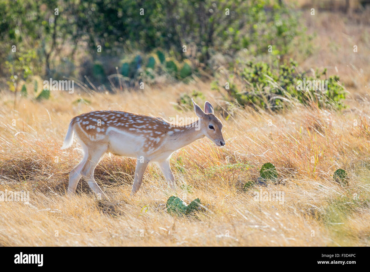 Young wild South Texas spotted fallow deer fawn Stock Photo - Alamy