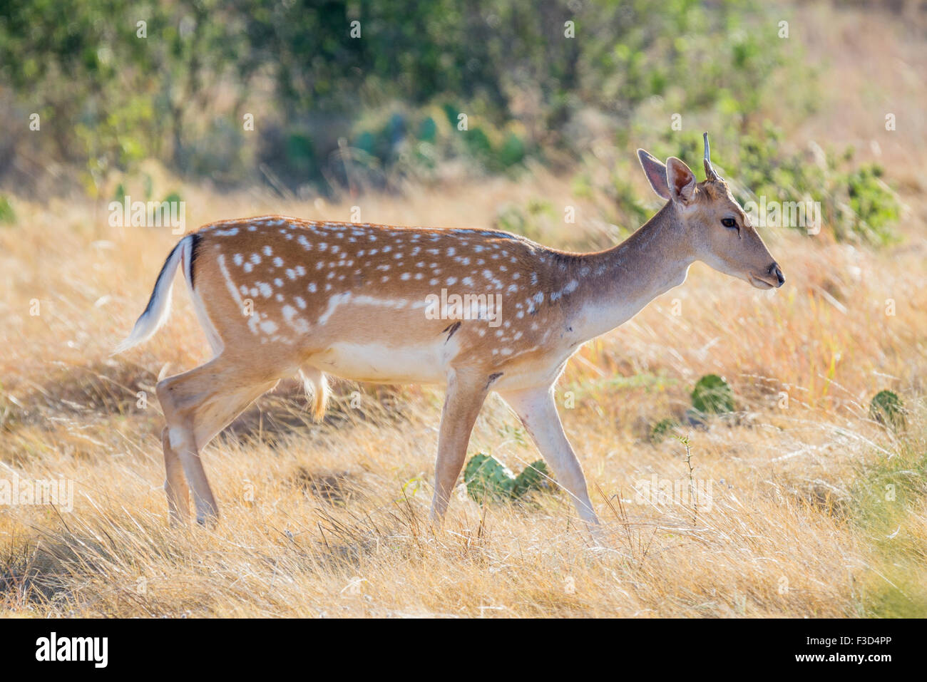 Spotted fallow hi-res stock photography and images - Alamy