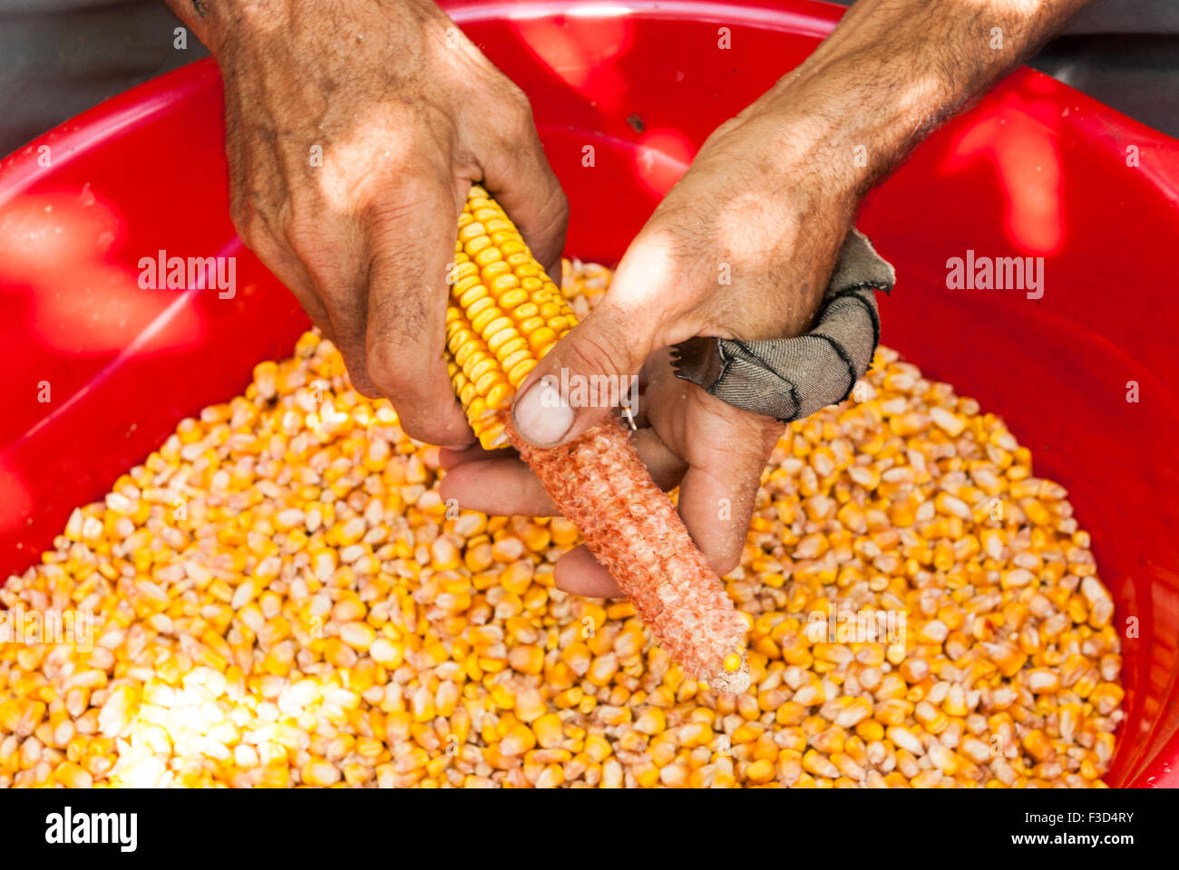 Farmer's hands removing corn grains from cob traditional way closeup ...