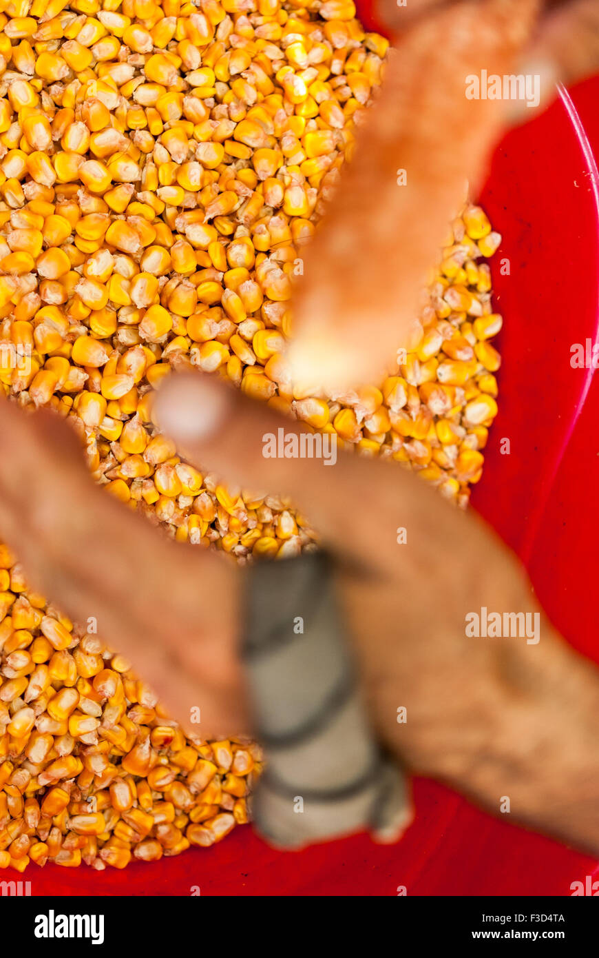 Farmer's hands removing corn grains from cob traditional way closeup ...