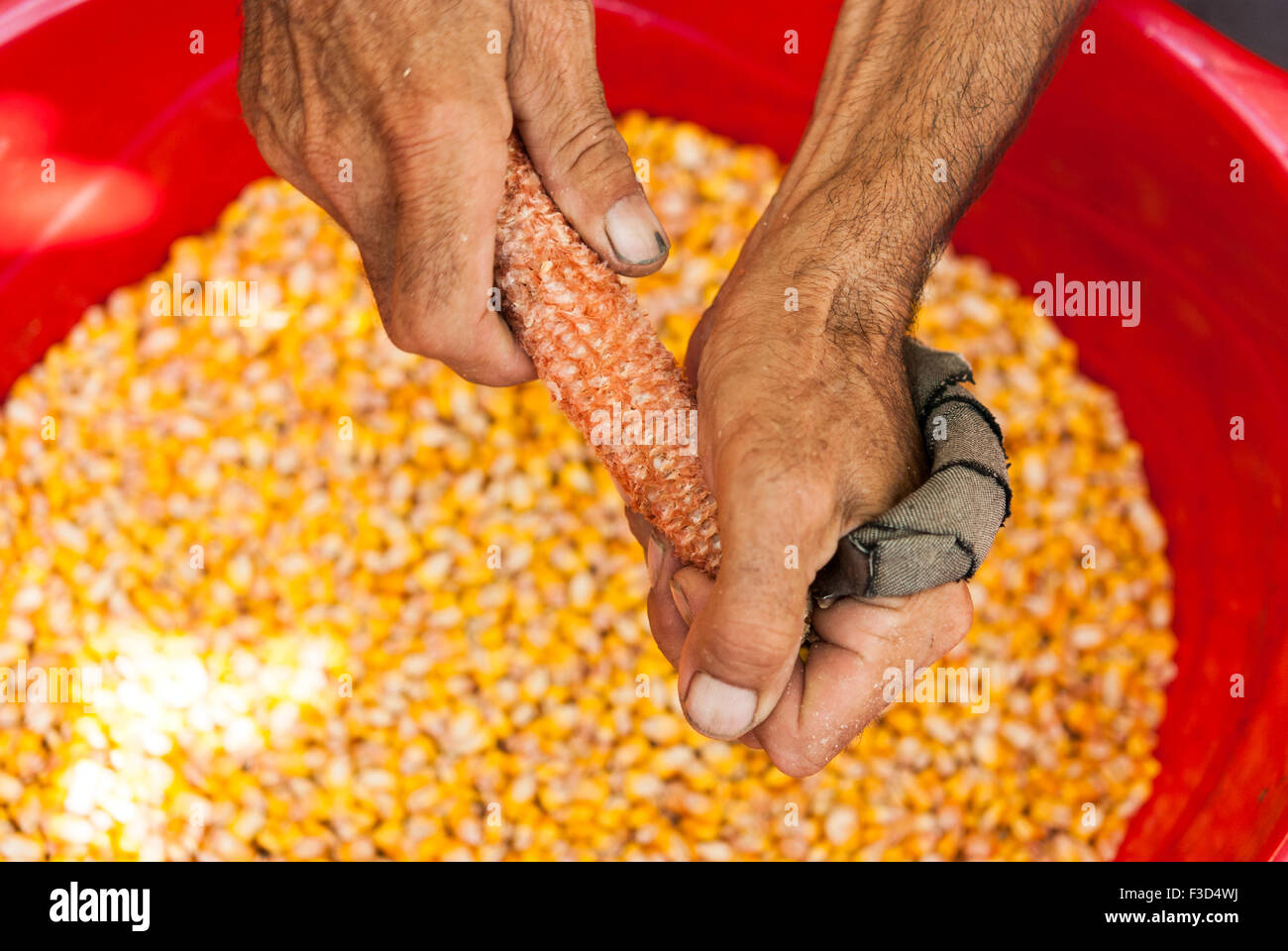 Farmer's hands removing corn grains from cob traditional way closeup ...