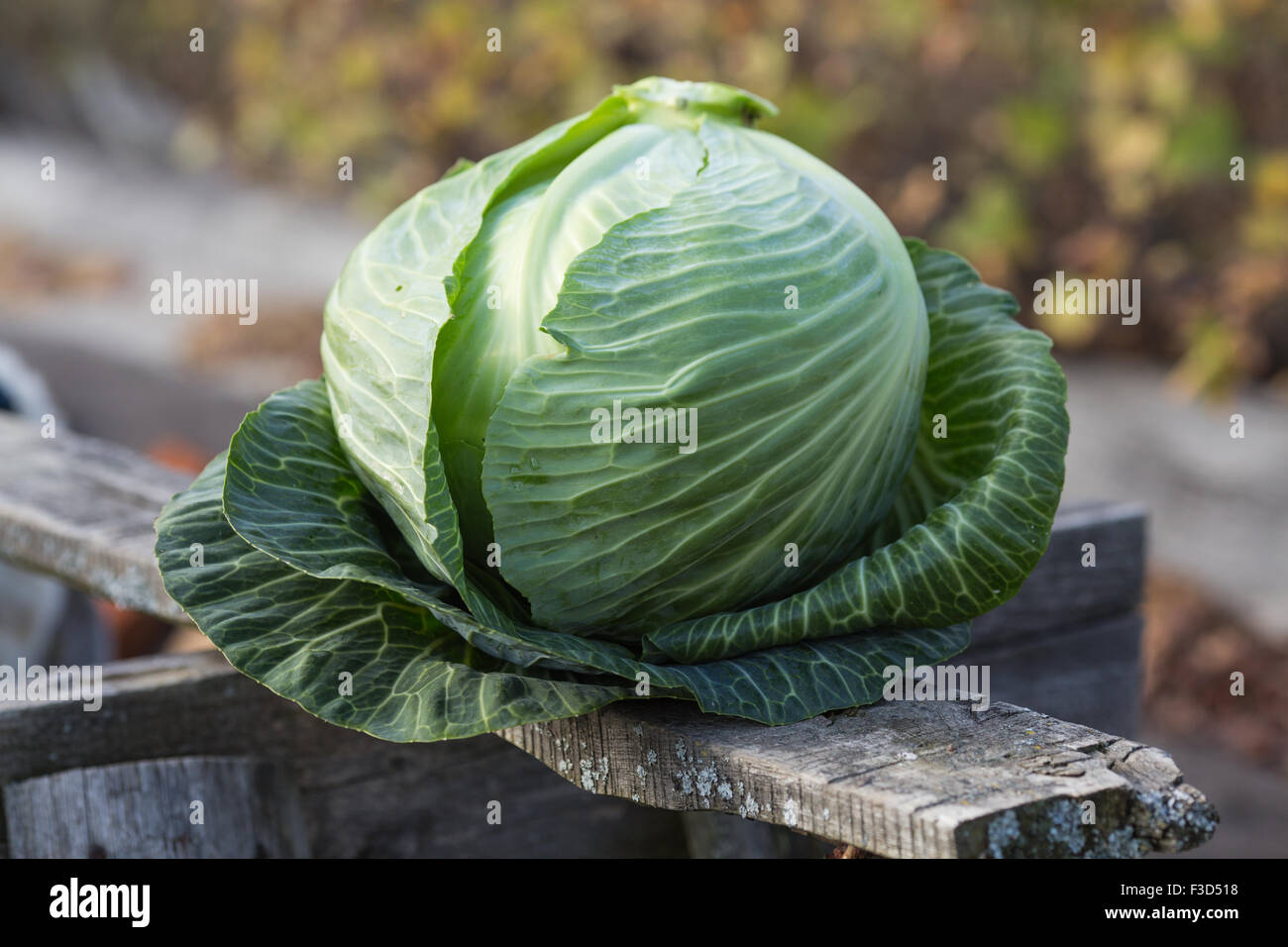 Freshly harvested cabbage with cover leaves Stock Photo - Alamy