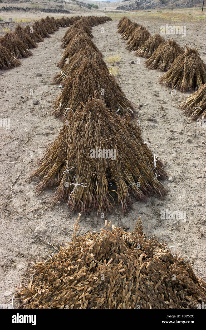 Mounds of Greek sesame seedpods (sesamum indicum) drying under the sun ...