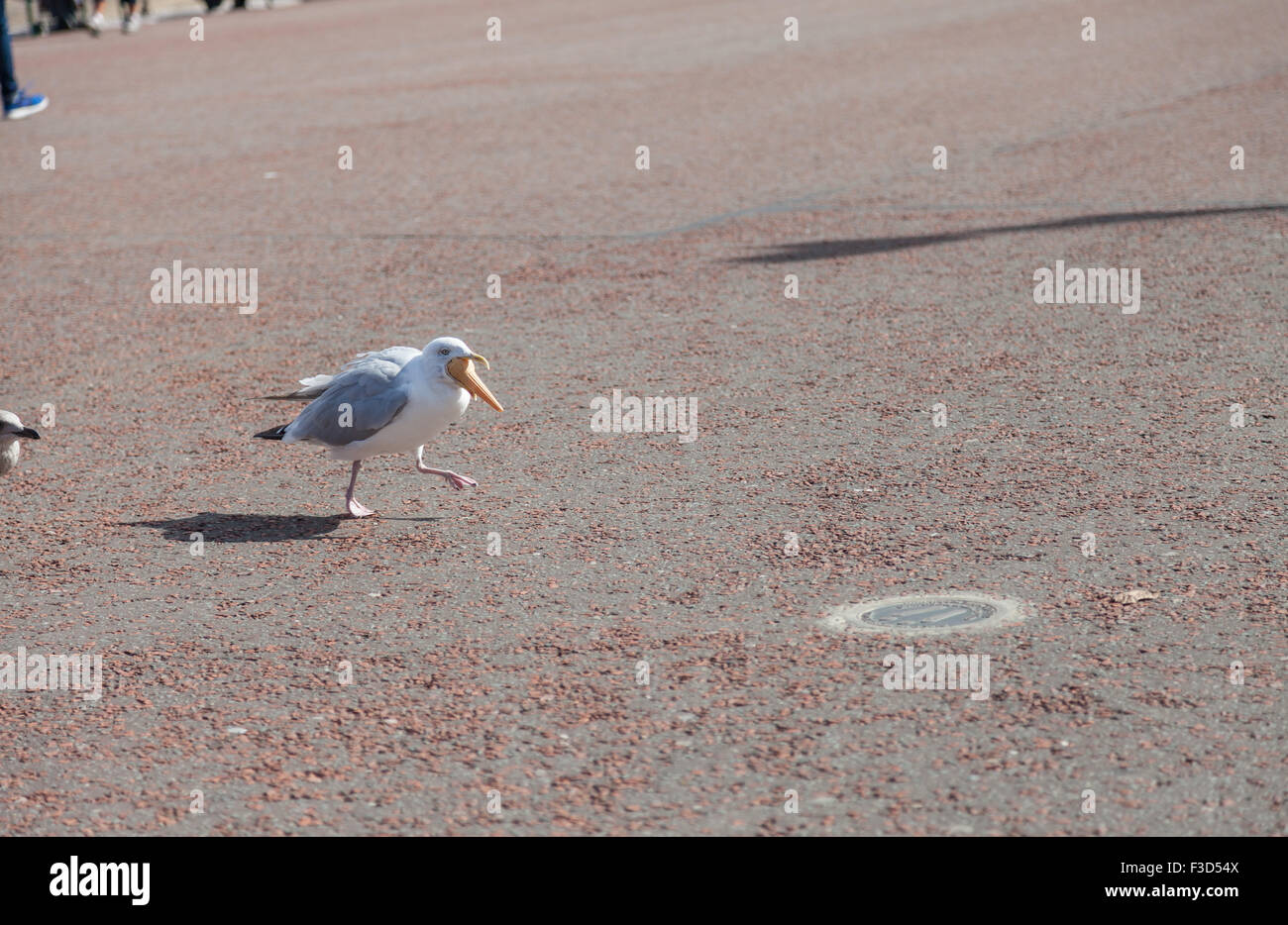 Thieving Seagull High Resolution Stock Photography and Images - Alamy