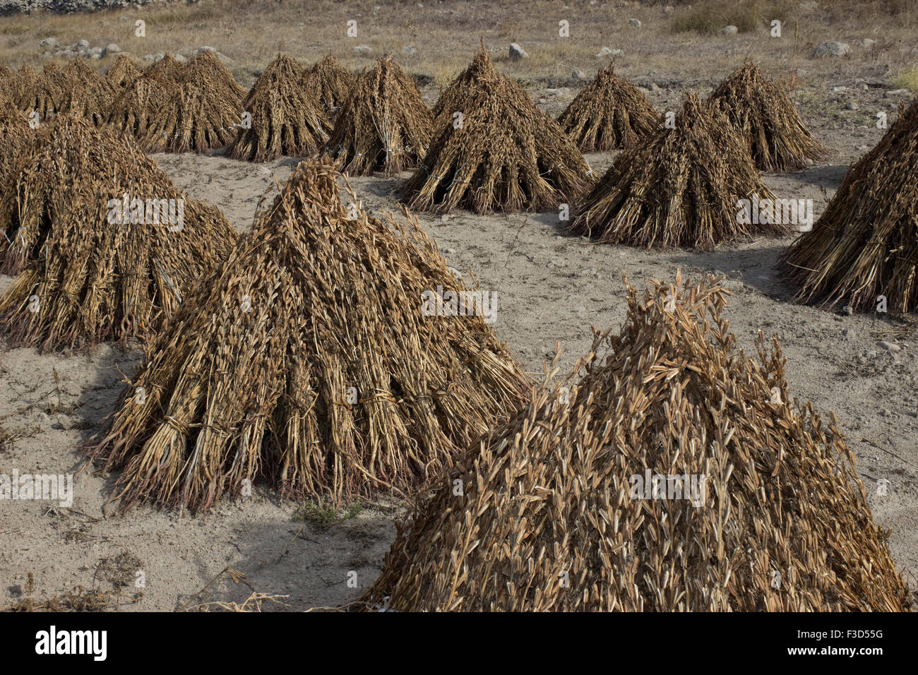 Sesame seed pods and plant hi-res stock photography and images - Alamy