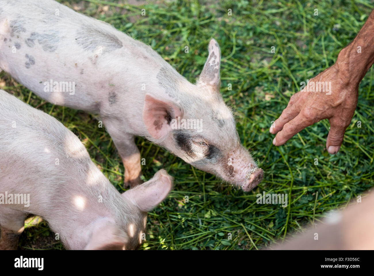 Two small pigs on a green grass closeup. Free Range pigs. Romania Stock ...