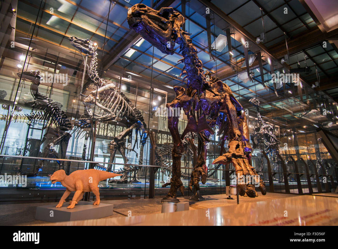 Mounted Iguanodon Skeletons In The Royal Belgian Institute Of Natural Mounted Iguanodon Skeletons In The Royal Belgian Institute Of Natural