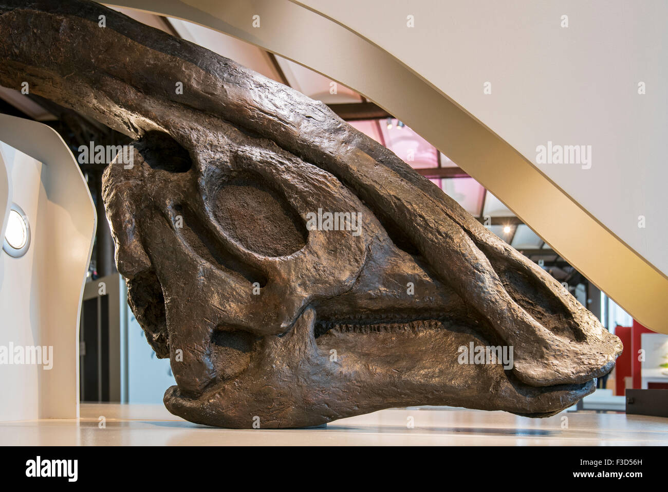 Cranio Di Parasaurolophus Dinosaur Gallimimus, Parasaurolophus,