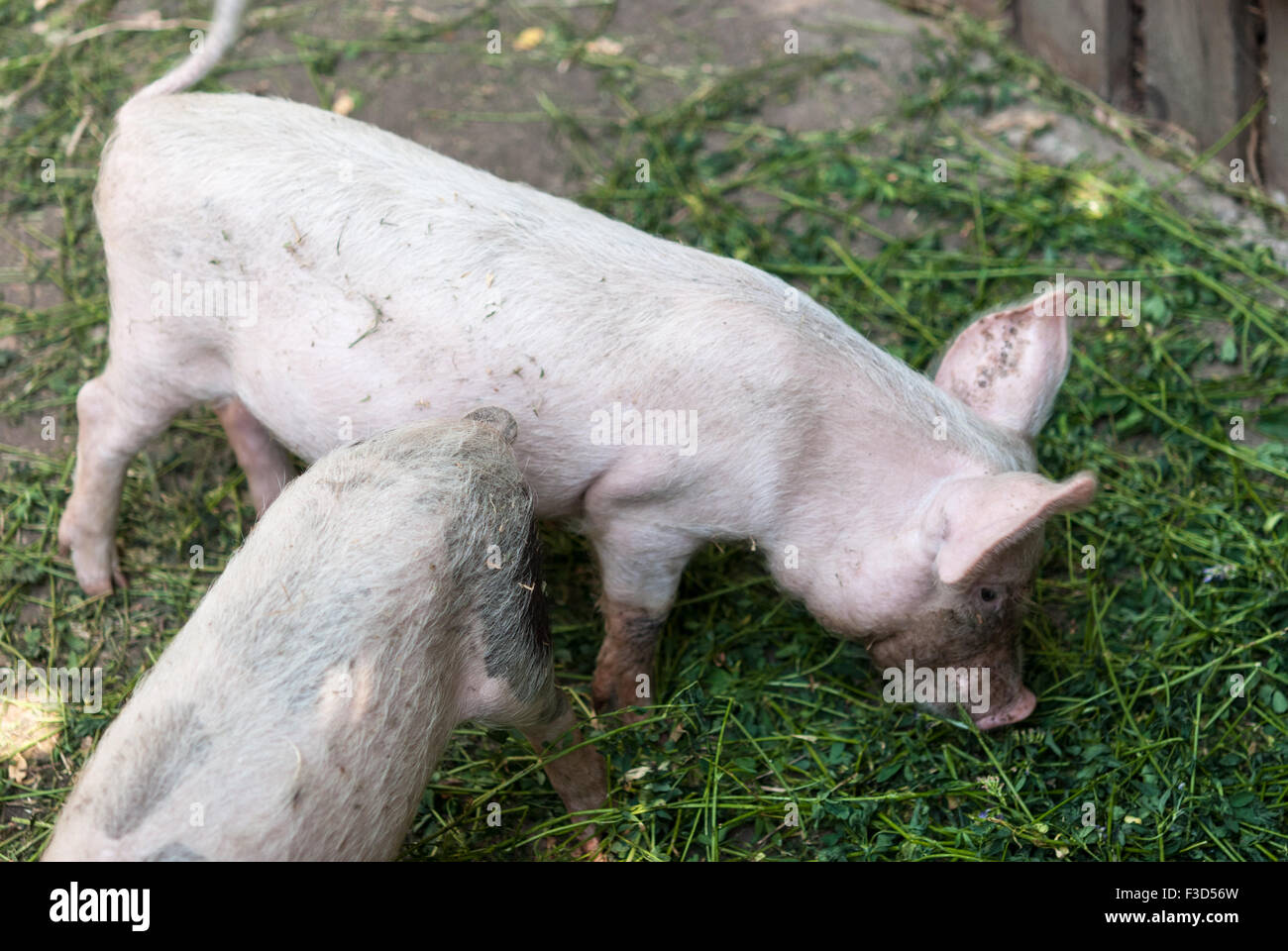 Small pig on a green grass closeup. Free Range pigs. Romania Stock ...