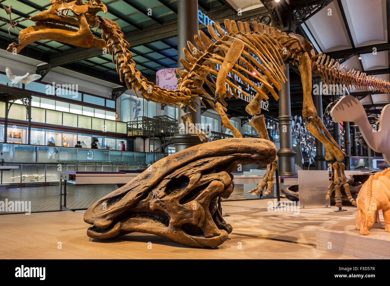 Lexovisaurus Skeleton