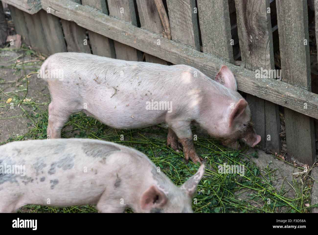 Two small pigs on a green grass closeup. Free Range pigs. Romania Stock ...