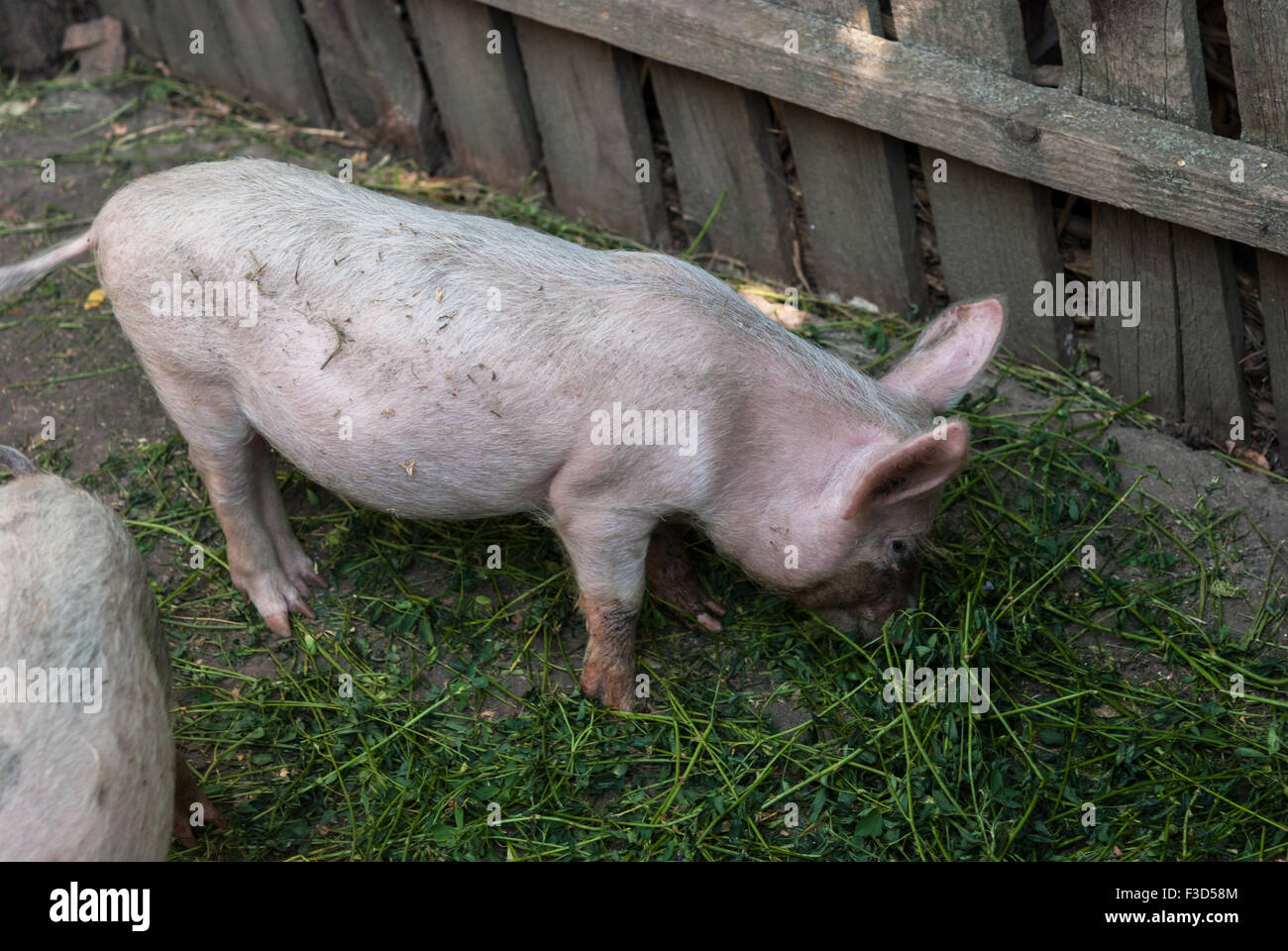 Small pig on a green grass closeup. Free Range pigs. Romania Stock ...