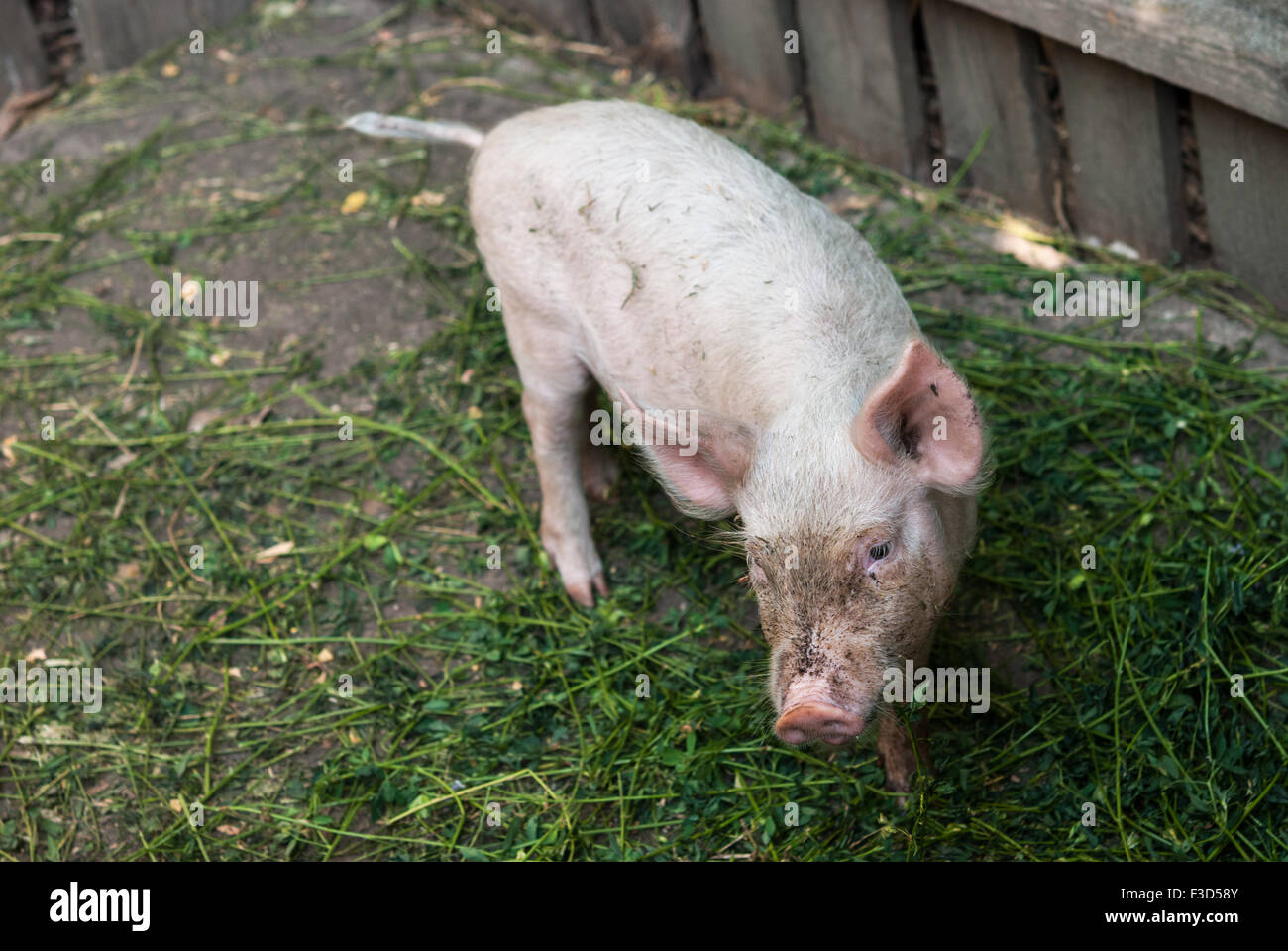 Small pig on a green grass closeup. Free Range pigs. Romania Stock ...