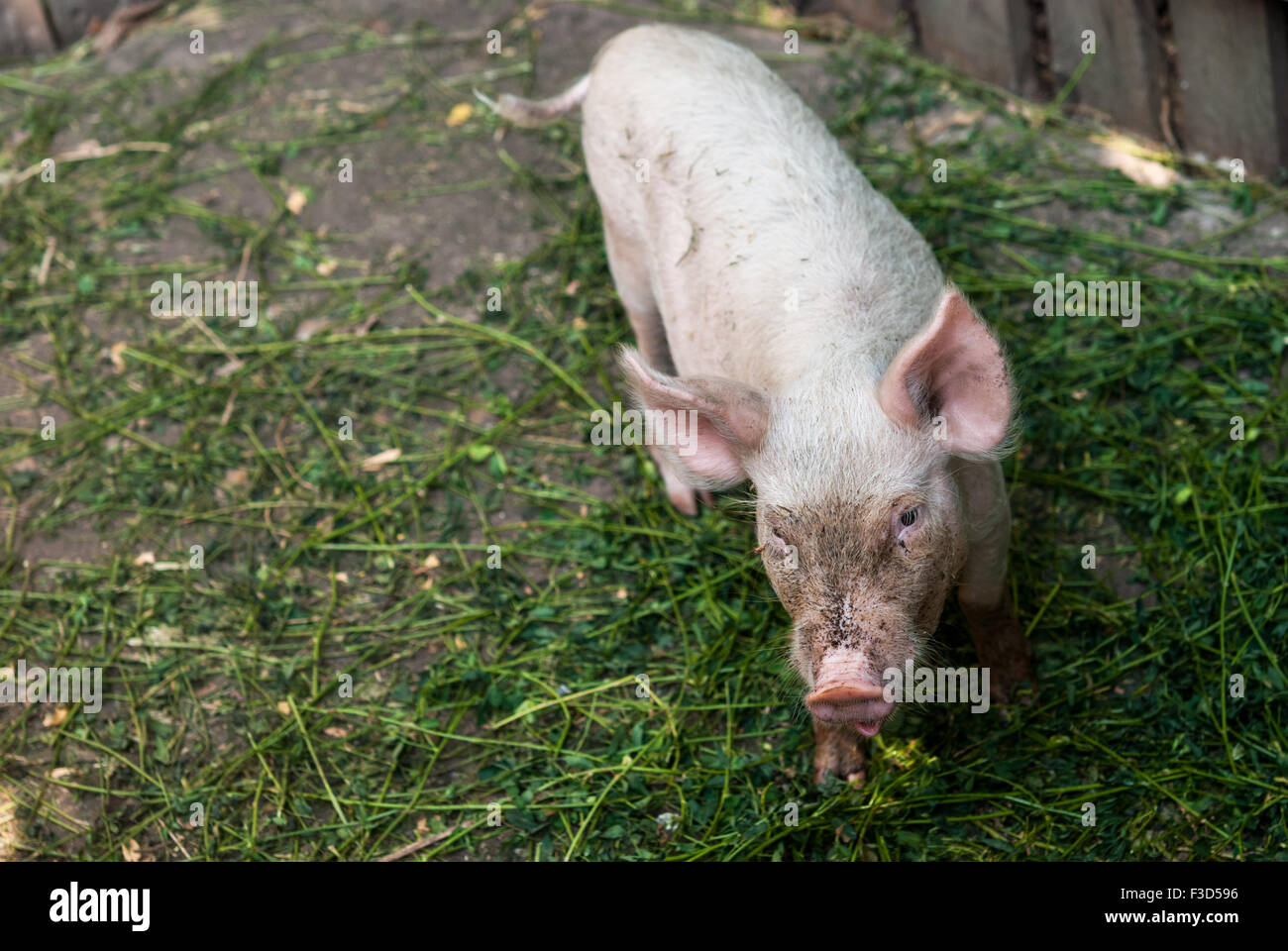 Small pig on a green grass closeup. Free Range pigs. Romania Stock ...
