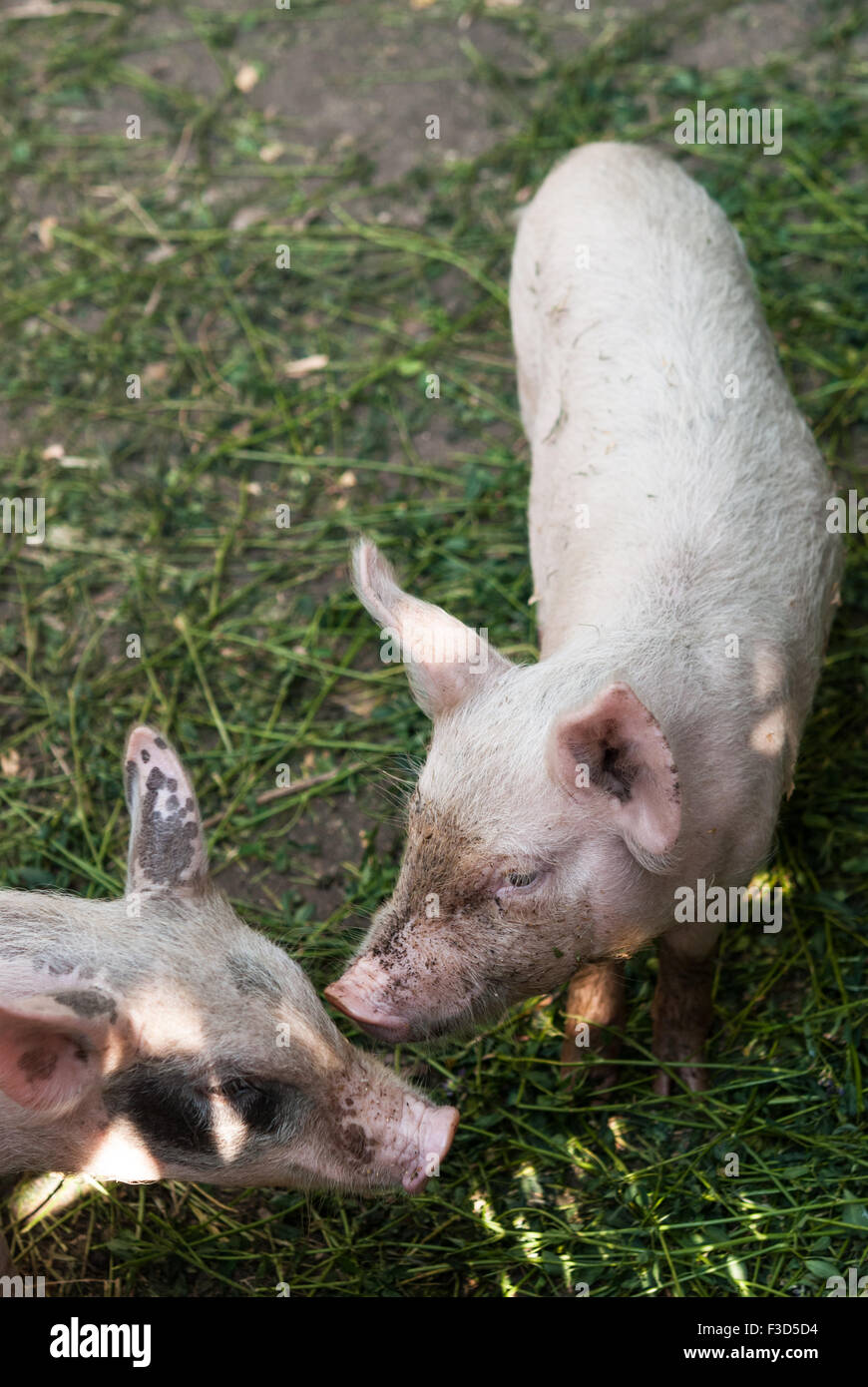 Two small pigs on a green grass closeup. Free Range pigs. Romania Stock ...