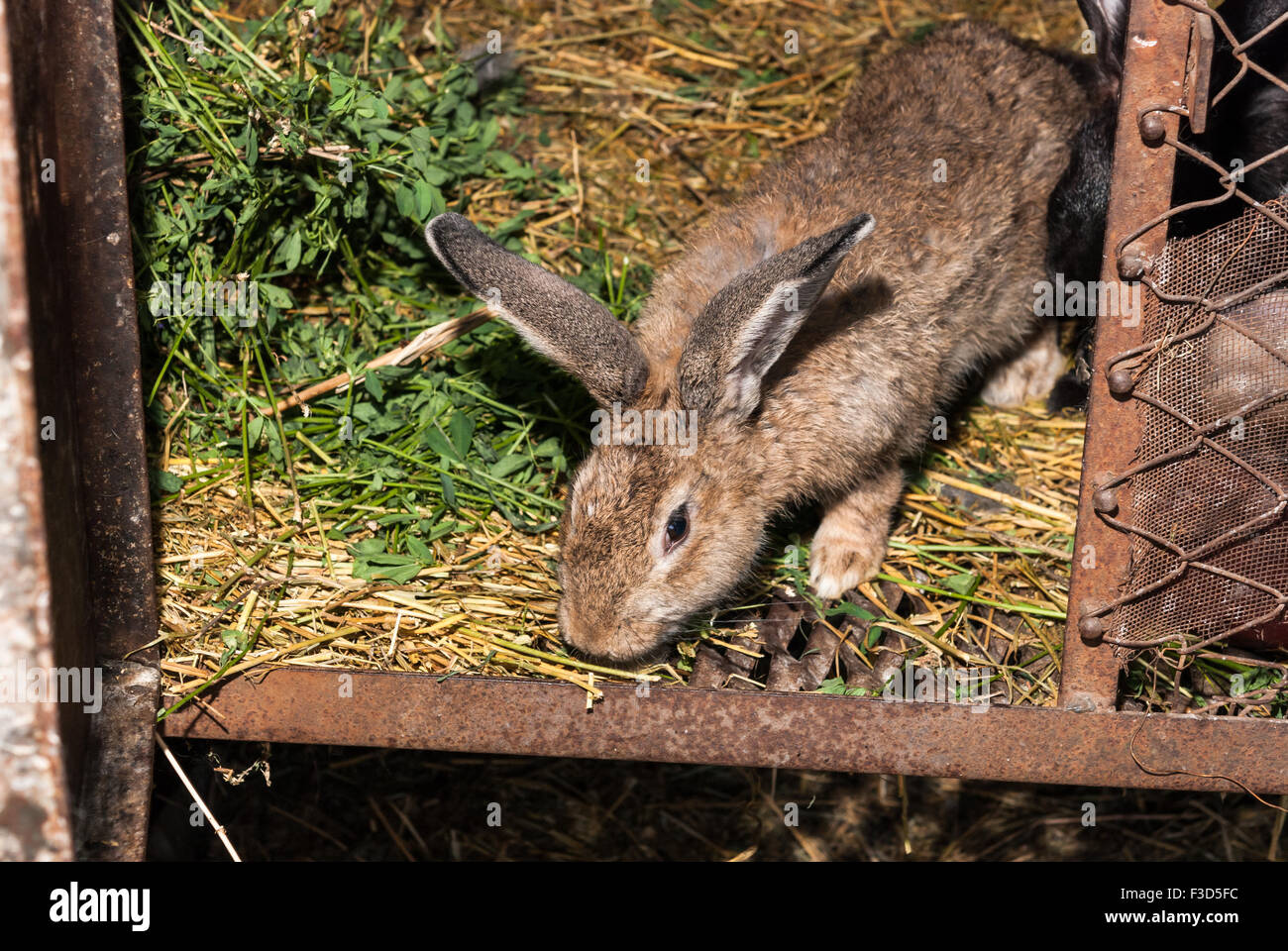 Rabbit inside the cage closeup. Romania Stock Photo - Alamy