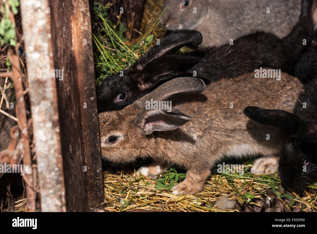 Rabbits inside the cage closeup. Romania Stock Photo - Alamy