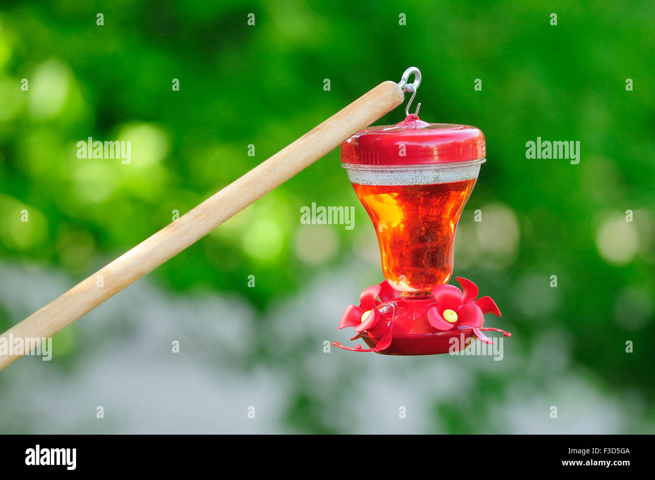 Hummingbird feeder hanging from tree post Stock Photo - Alamy