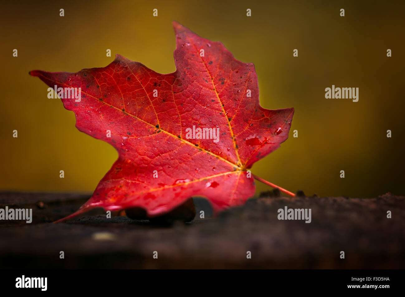 single leaf in fall autumn Stock Photo - Alamy