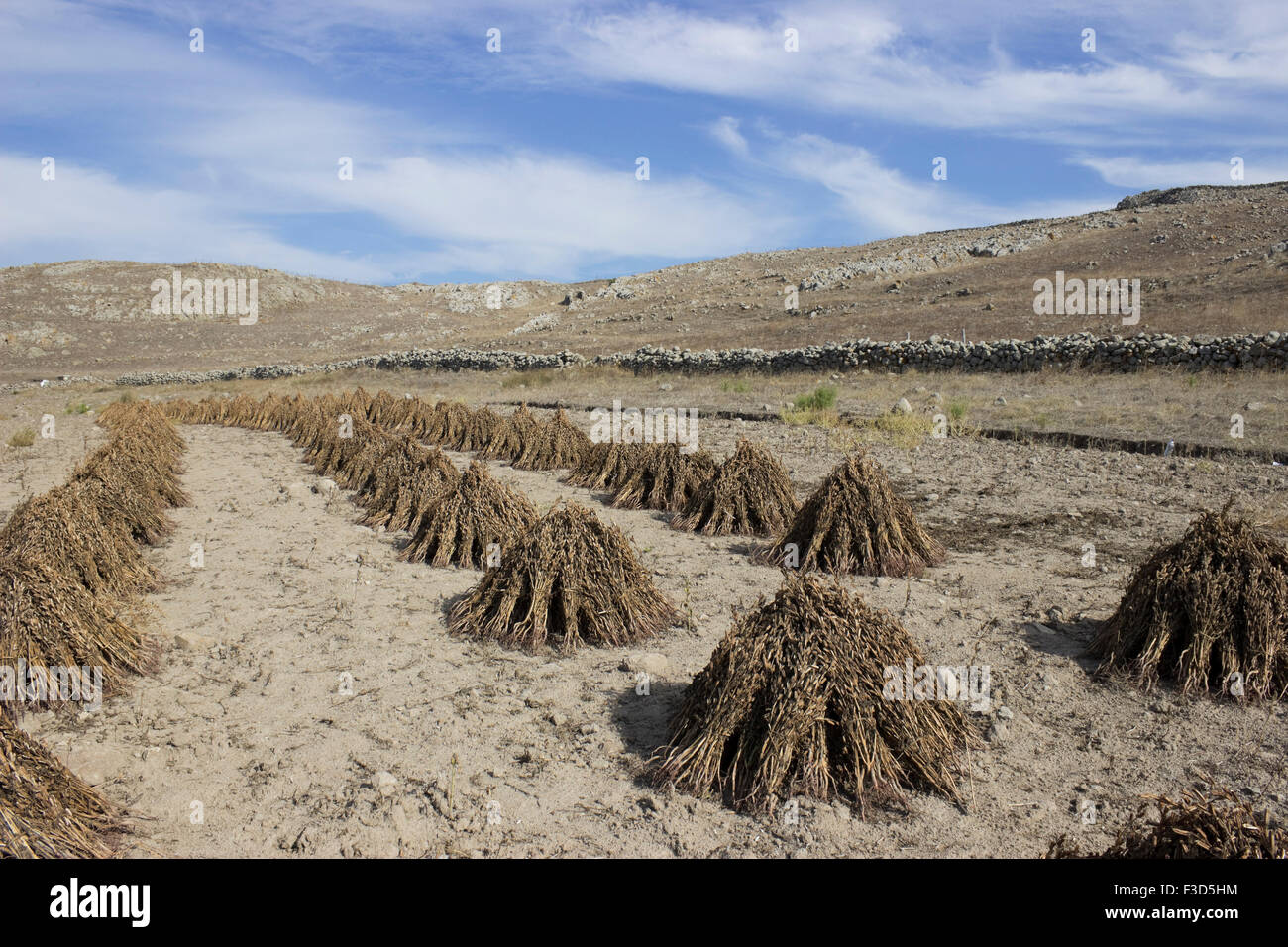 Multiple rows of fresh sesame seedpods (sesamum indicum) drying in the ...