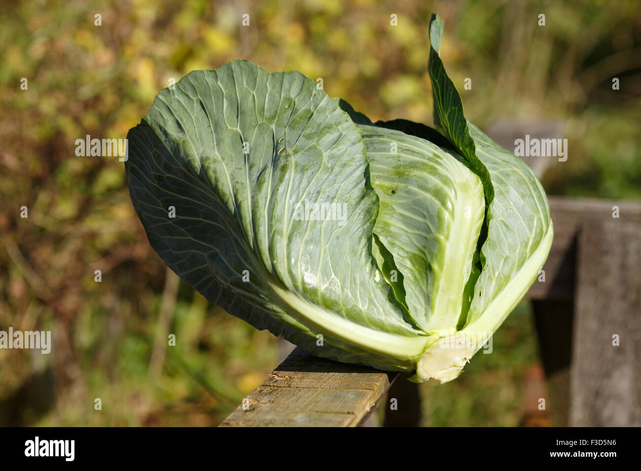 Freshly harvested cabbage with cover leaves Stock Photo - Alamy