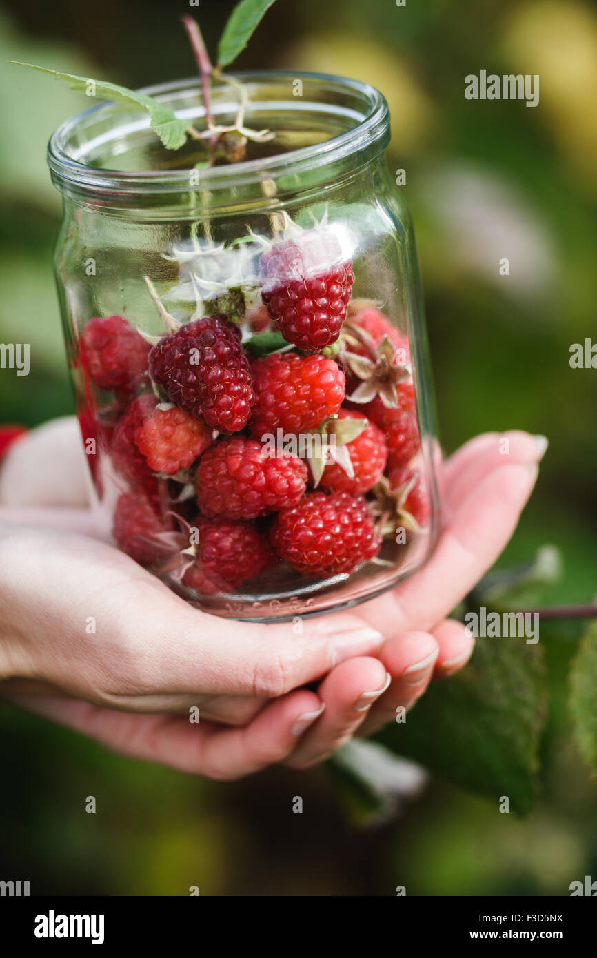 Raspberry Picking Woman Gathers Ripe Berries Into A Glass Jar