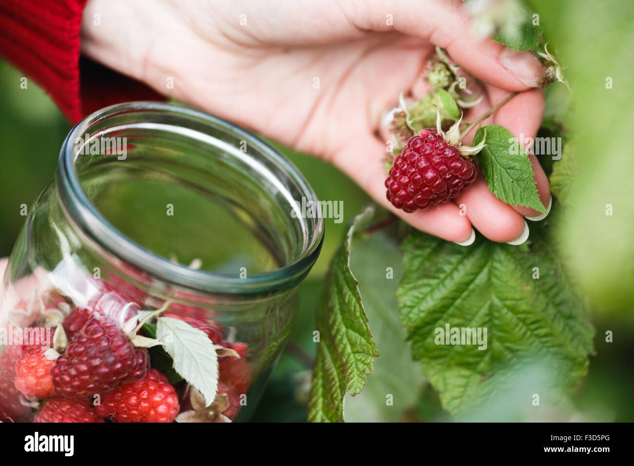 Raspberry picking. Woman gathers ripe berries into a glass jar ...