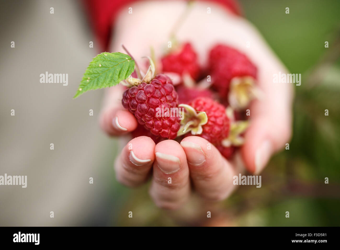 Raspberry picking. Woman's handful of freshly picked berries ...
