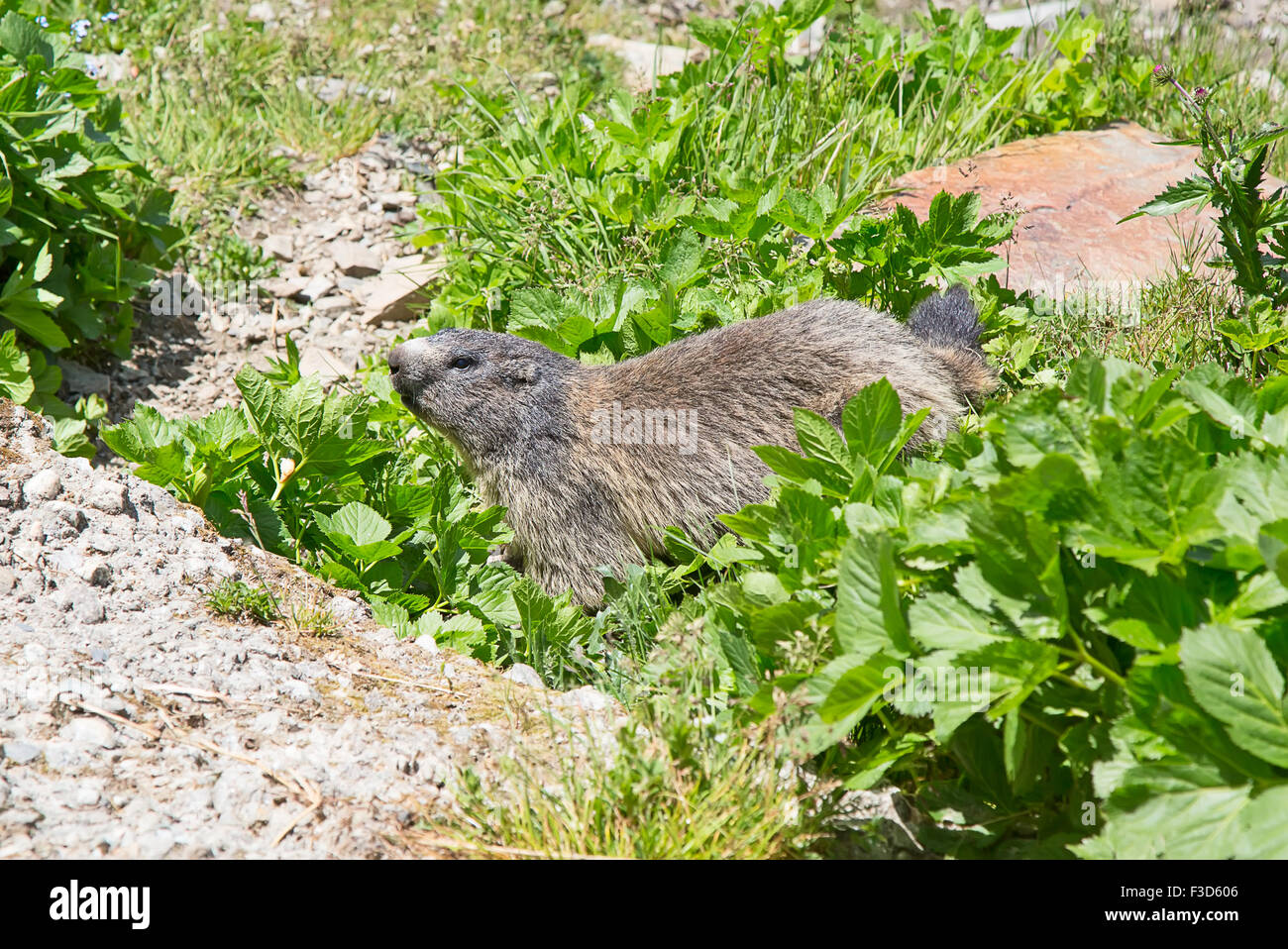 Serene alpine valley trail rigi hi-res stock photography and images - Alamy