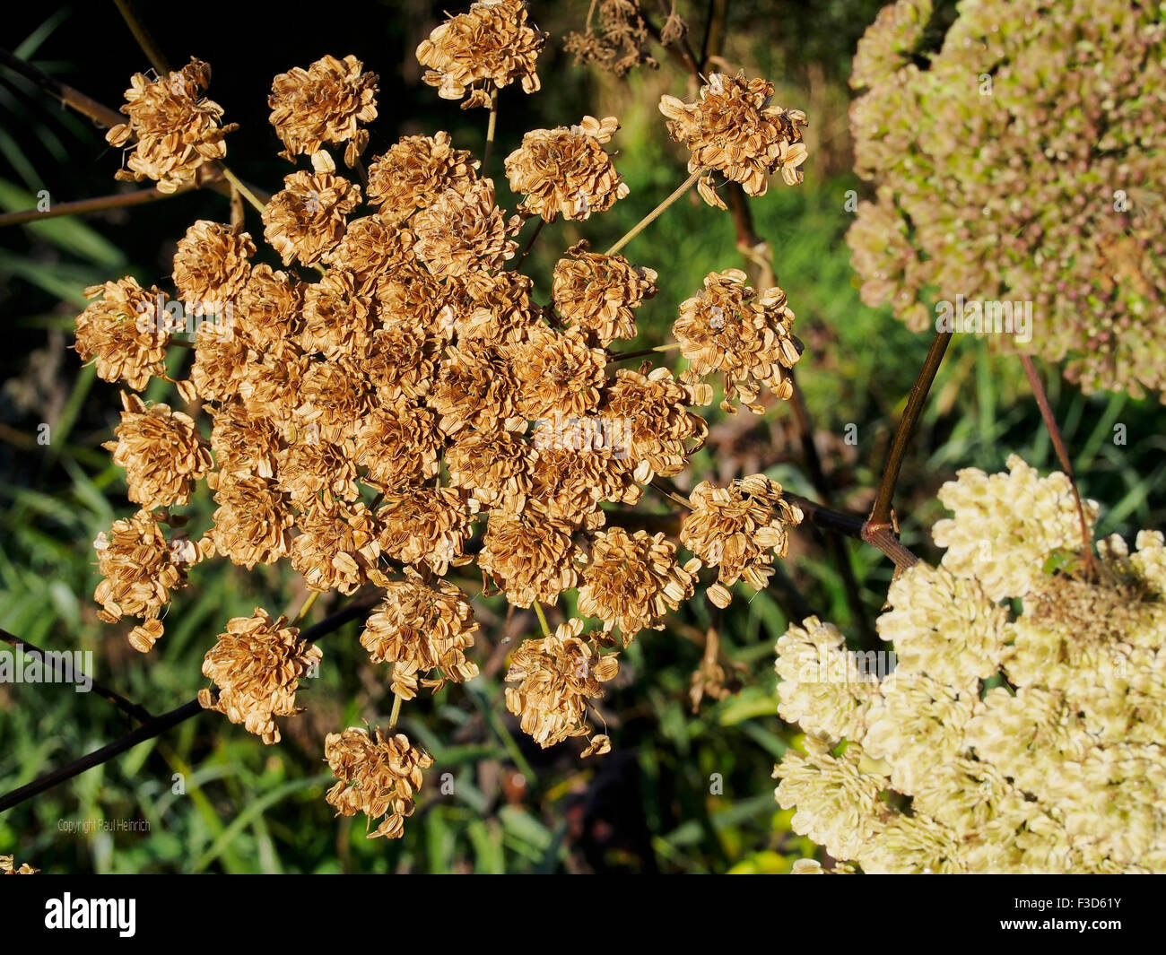 Colourful autumn seed heads of the common hogweed (sometimes called cow ...
