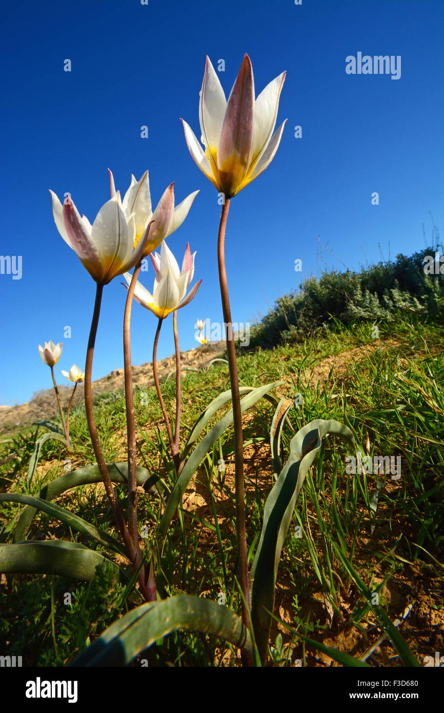 Desert Tulip, Tulipa polychroma, polychrome tulip Stock Photo - Alamy