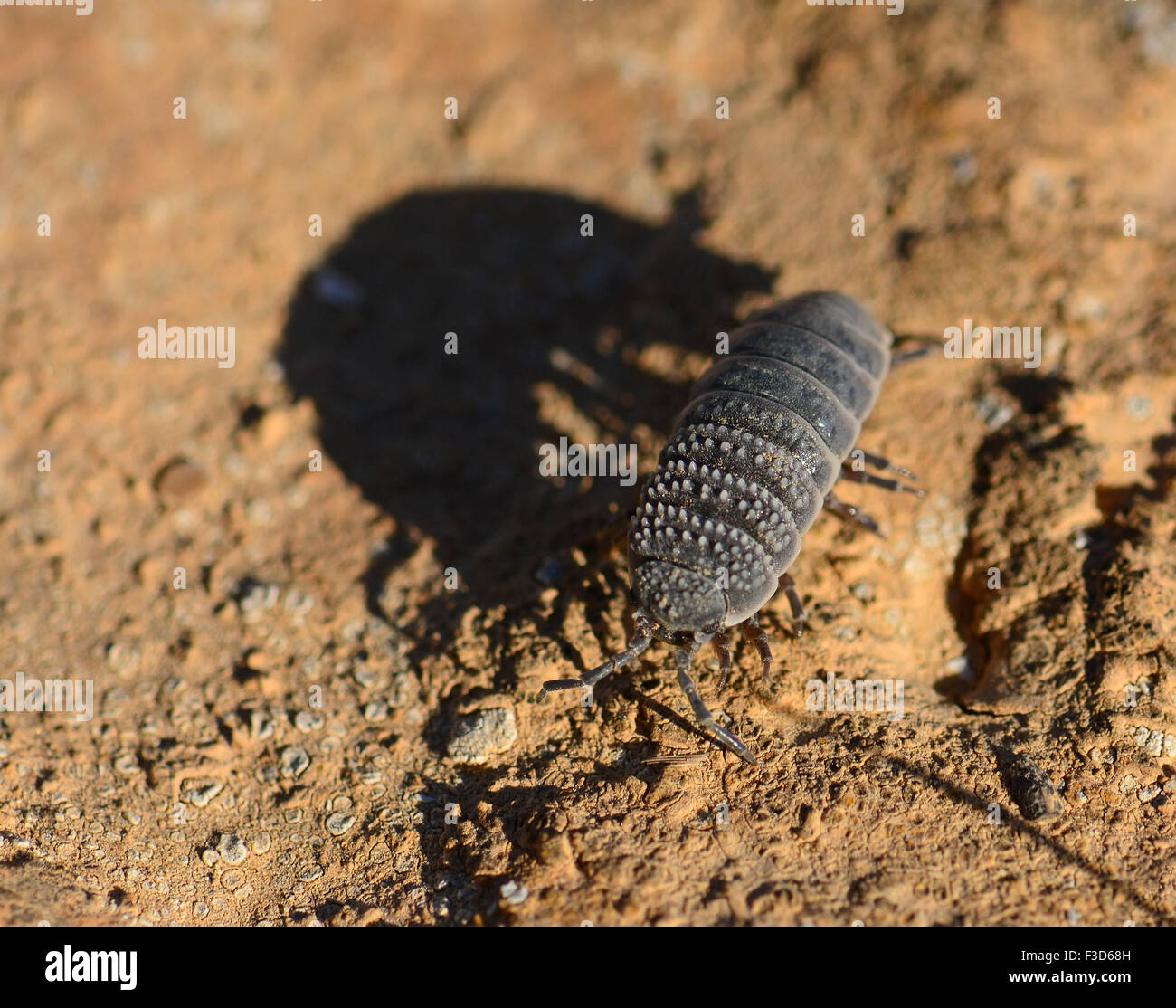 Hemilepistus reaumuri hi-res stock photography and images - Alamy