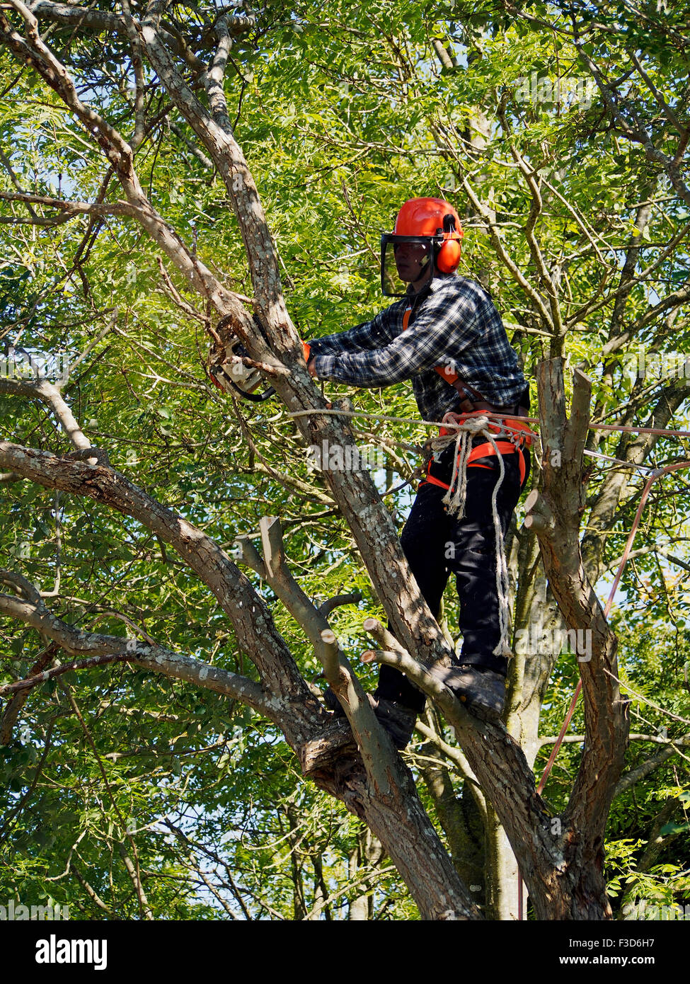 Tree surgeon at work pollarding a tree due to diseased branches Stock ...