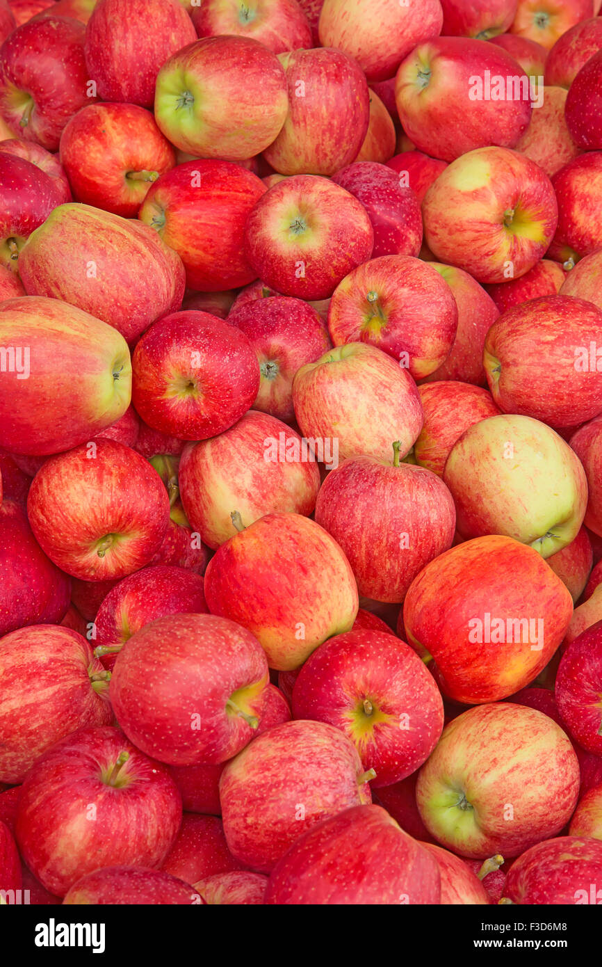 Apple garden full of riped red apples Stock Photo - Alamy