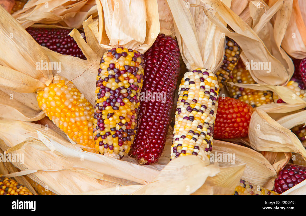 Decorative corn on the autumn market Stock Photo - Alamy