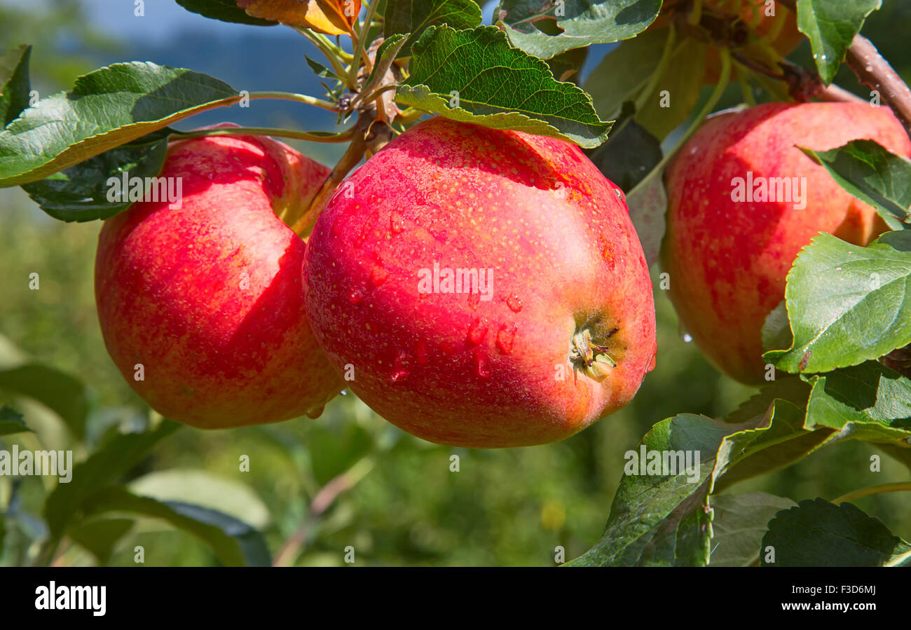 Apple garden full of riped red apples Stock Photo - Alamy